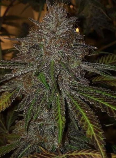 Pope Von Dank REGULAR - Hampuukia